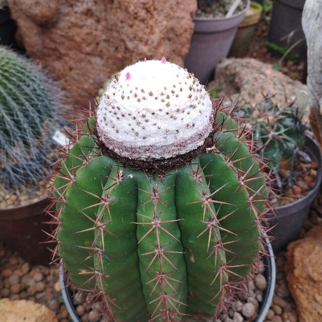 Melocactus mazelianus (30 semillas) :: PlanetaKctus
